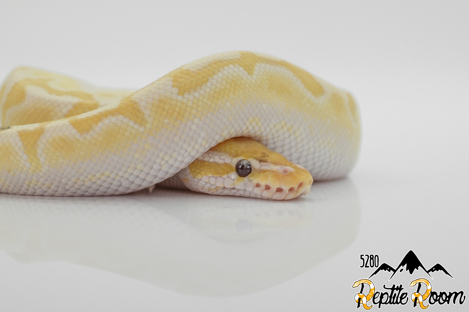 Ultramel Bamboo Ball Python by 5280 Reptile Room - MorphMarket