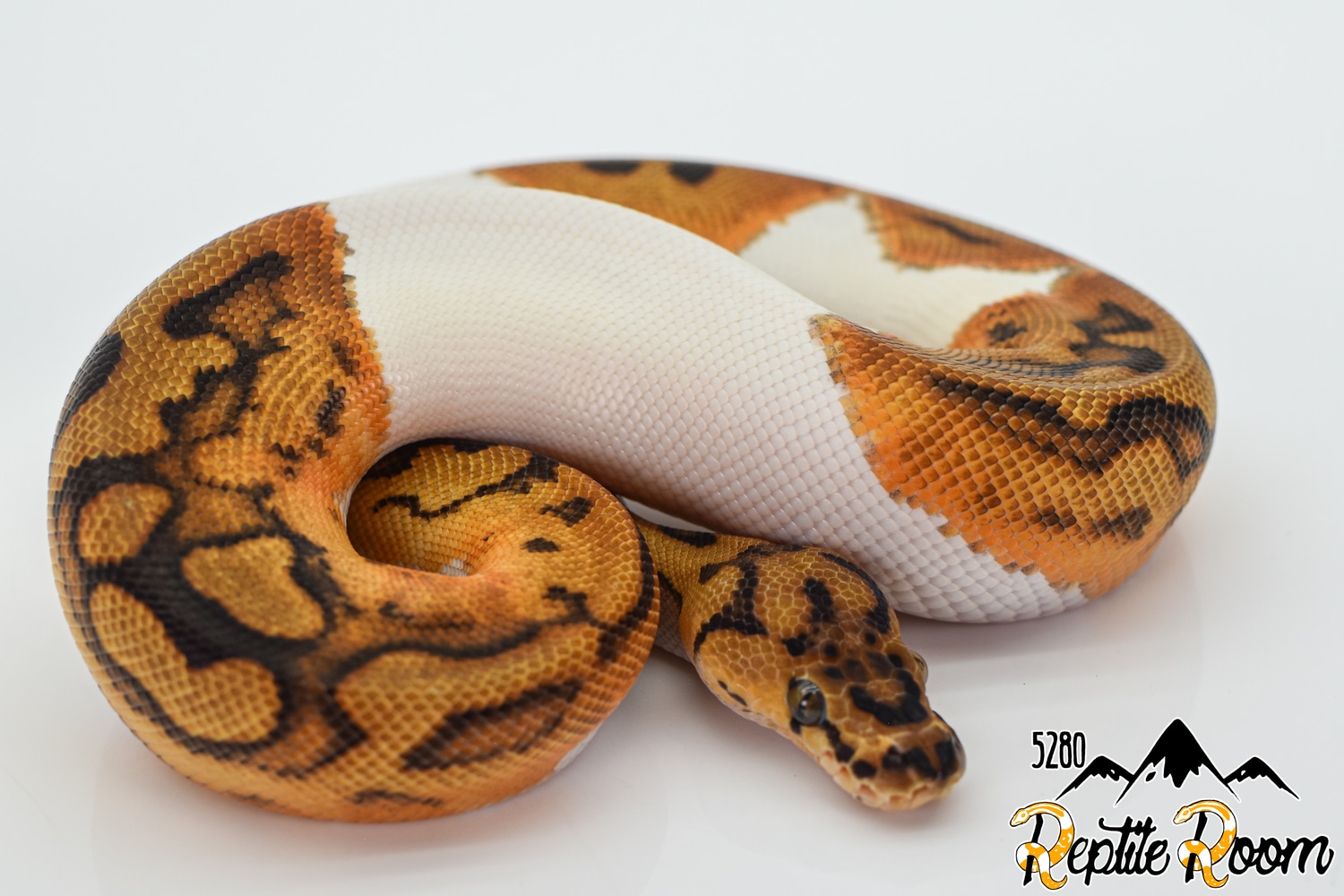 Clown Pied Ball Python by 5280 Reptile Room - MorphMarket