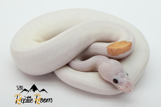 Banana Pied Russo Ball Python by 5280 Reptile Room