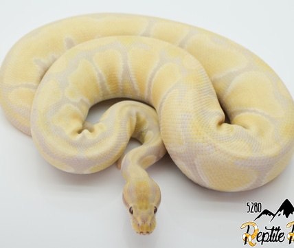 Pastel Leopard 100% Het Clown 50% Possible Het Pied Possible Chocolate ...