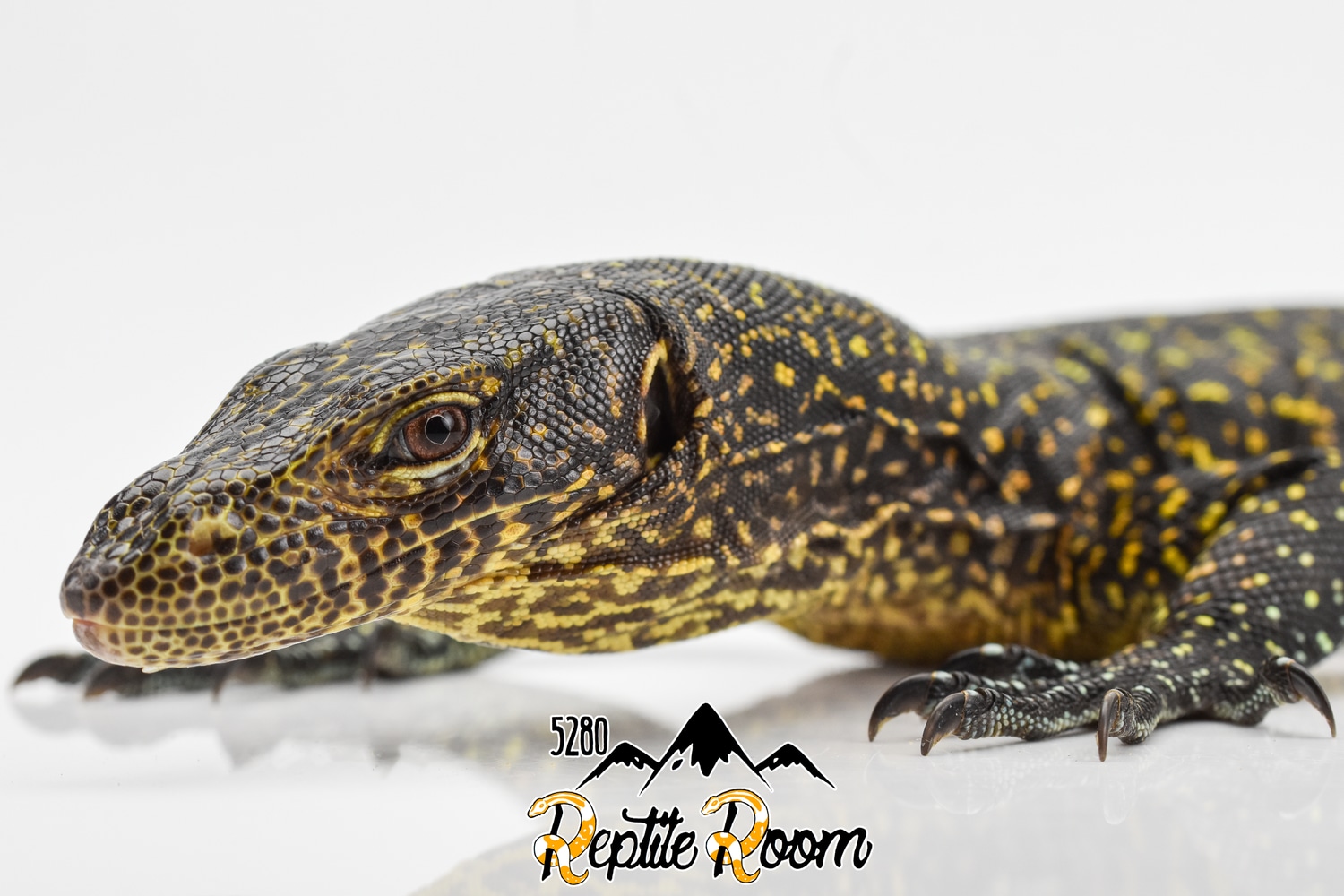 Blue Tailed Monitor Other Monitor by 5280 Reptile Room - MorphMarket