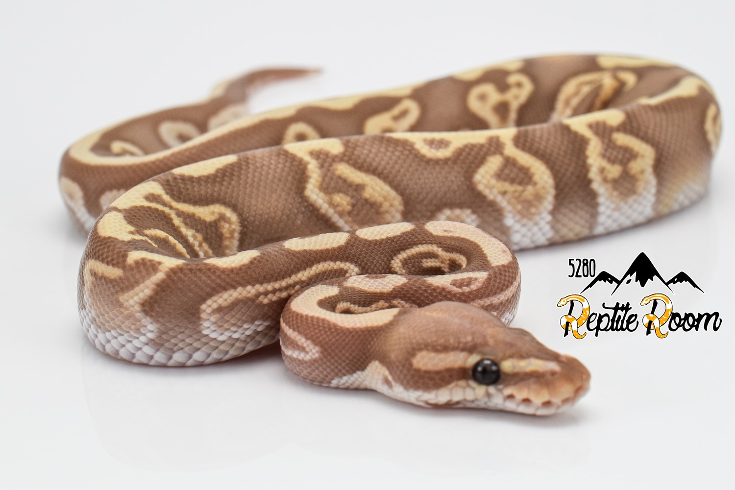 Pastel Ghi Mojave Banana Ball Python by 5280 Reptile Room - MorphMarket