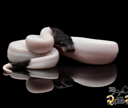 Blackhead Leopard Champagne Pinstripe 100% Het Pied Ball Python by 5280 ...