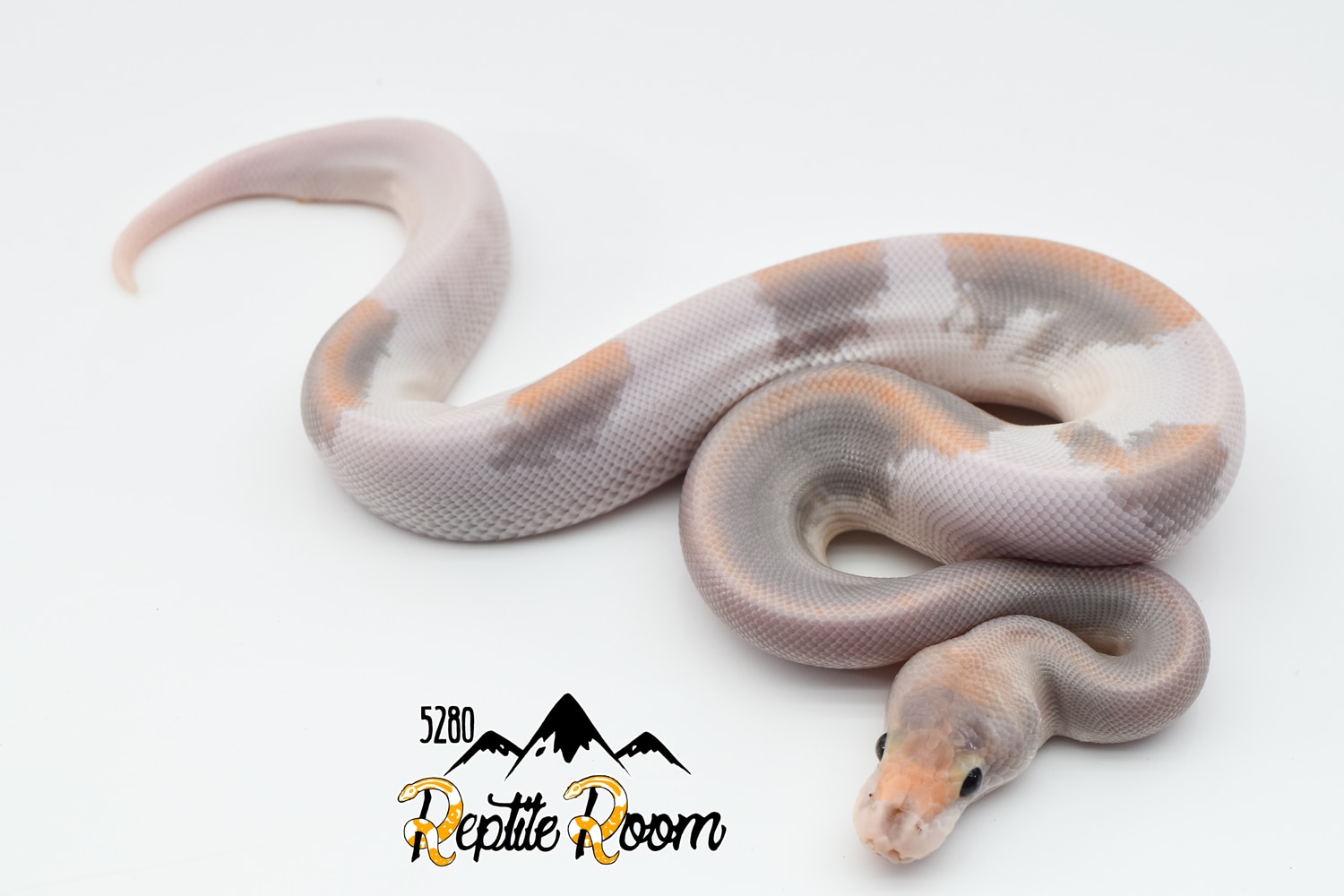 Hypo Ghi Mojave Black Pastel Champagne Ball Python by 5280 Reptile Room ...