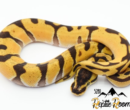 Blackhead Leopard Champagne Pinstripe 100% Het Pied Ball Python by 5280 ...