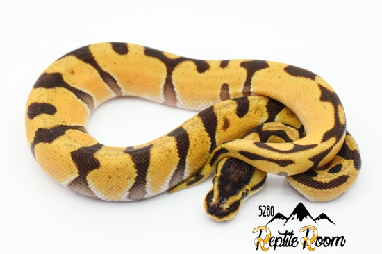 Super Enchi Orange Dream Black Head Ball Python by 5280 Reptile Room