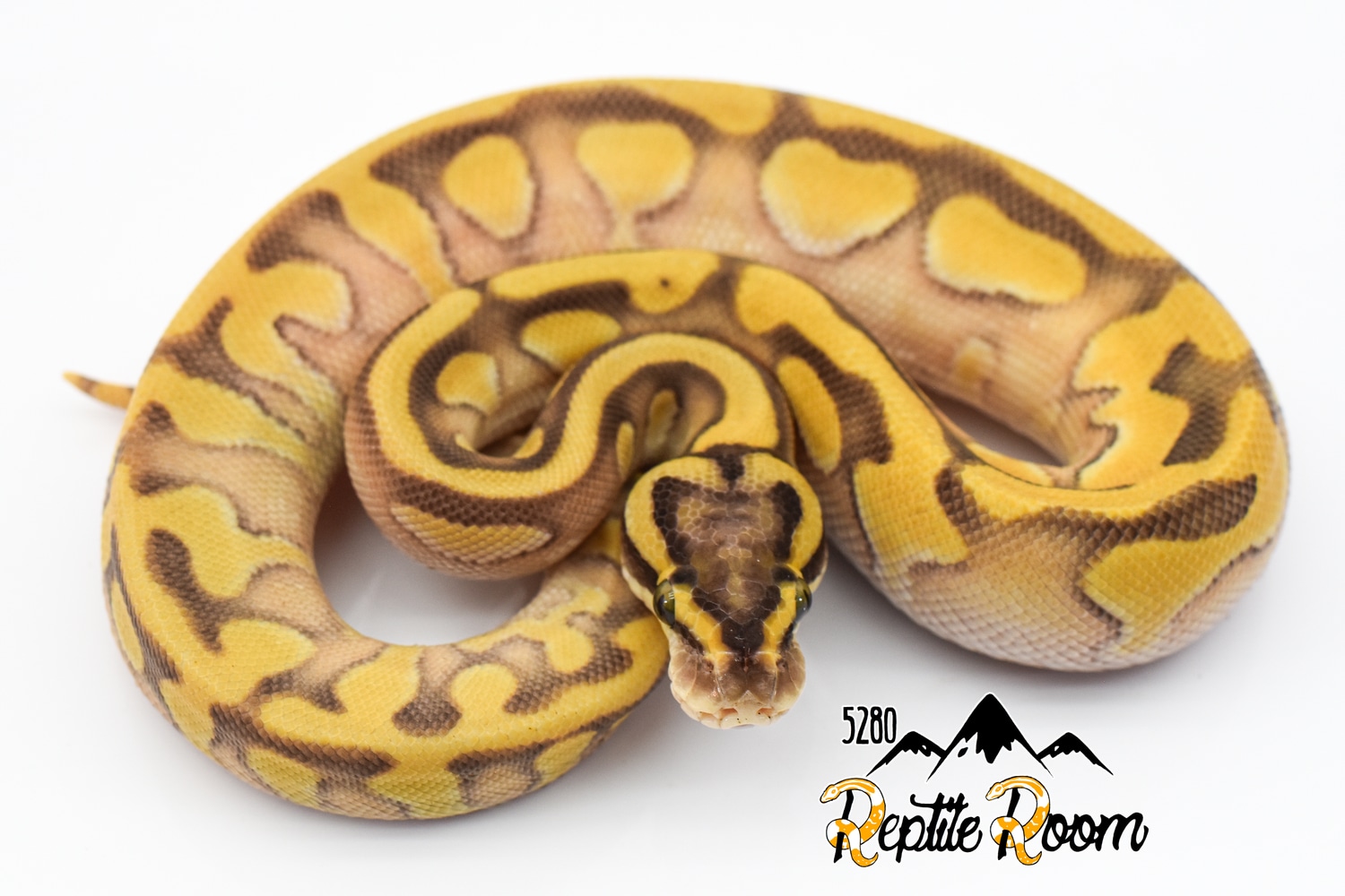 Pastel Enchi Orange Dream Butter Possible Yellow Belly 100% Het Desert ...