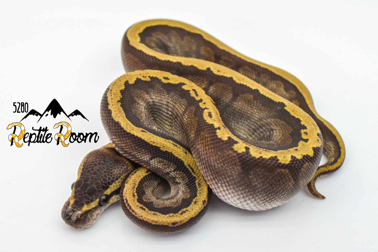 Ghi Mojave Pinstripe Ball Python by 5280 Reptile Room - MorphMarket