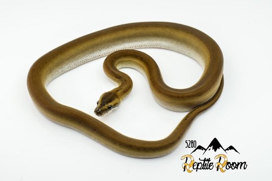 Patternless African Rock Python by 5280 Reptile Room