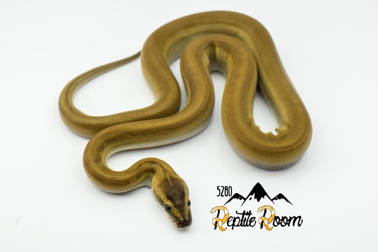 Patternless African Rock Python by 5280 Reptile Room