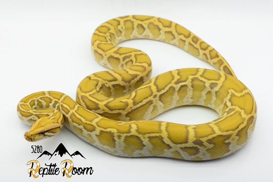 Caramel Burmese Python by 5280 Reptile Room