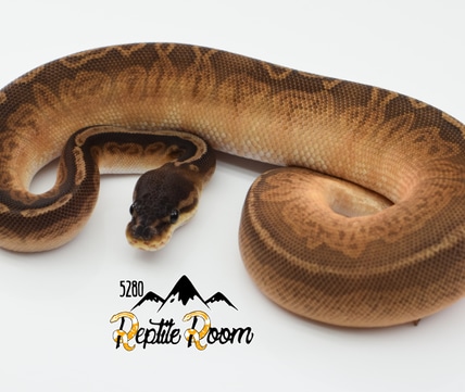 Blackhead Leopard Champagne Pinstripe 100% Het Pied Ball Python by 5280 Reptile Room - MorphMarket