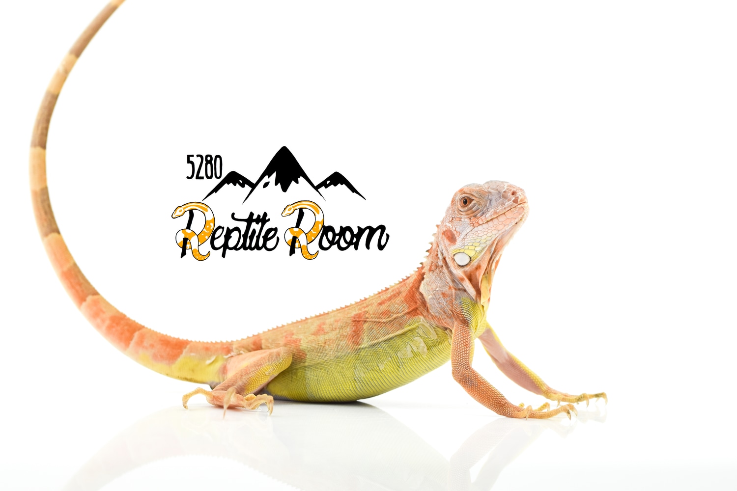 Translucent Iguana Green Iguana by 5280 Reptile Room - MorphMarket