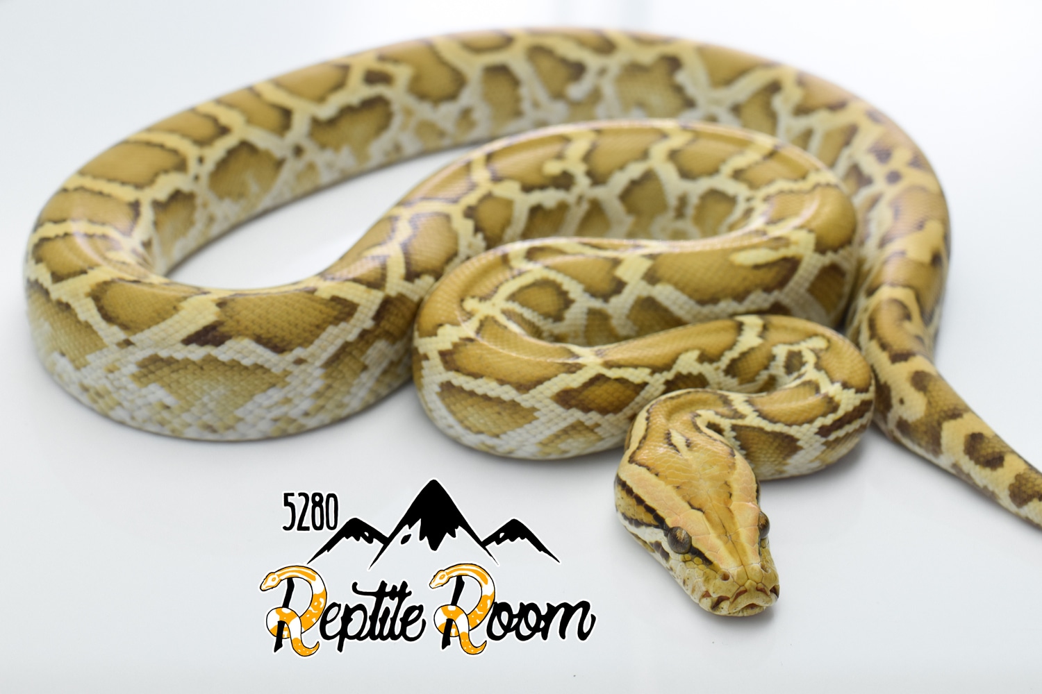 Caramel Burmese Python by 5280 Reptile Room - MorphMarket