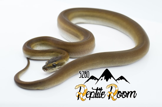 Patternless African Rock Python by 5280 Reptile Room