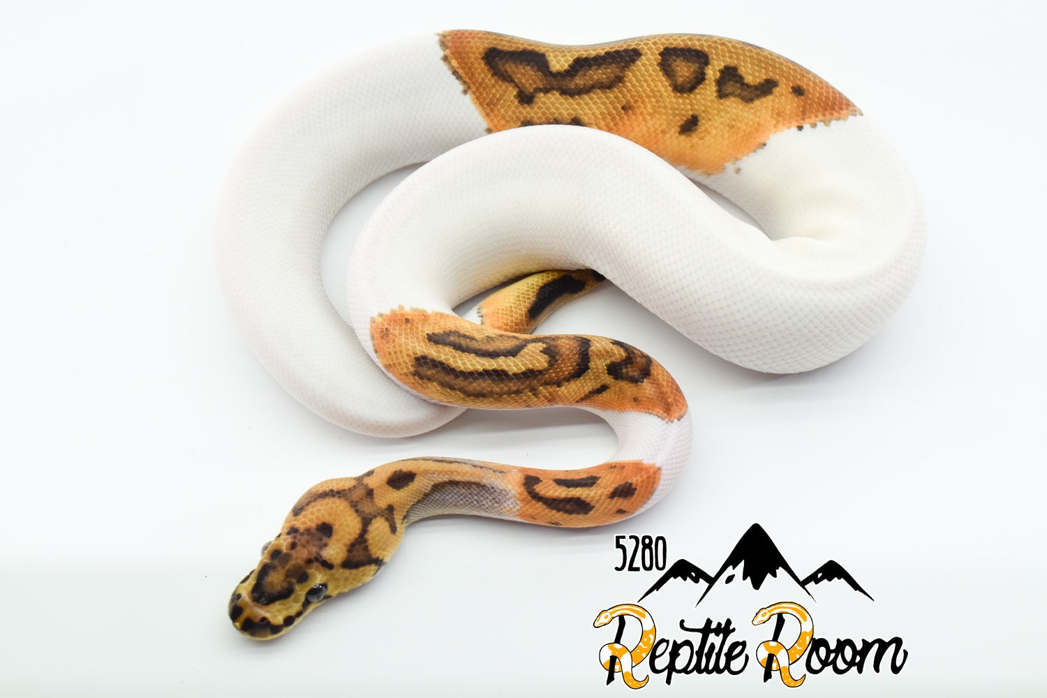 Clown Pied Ball Python by 5280 Reptile Room - MorphMarket
