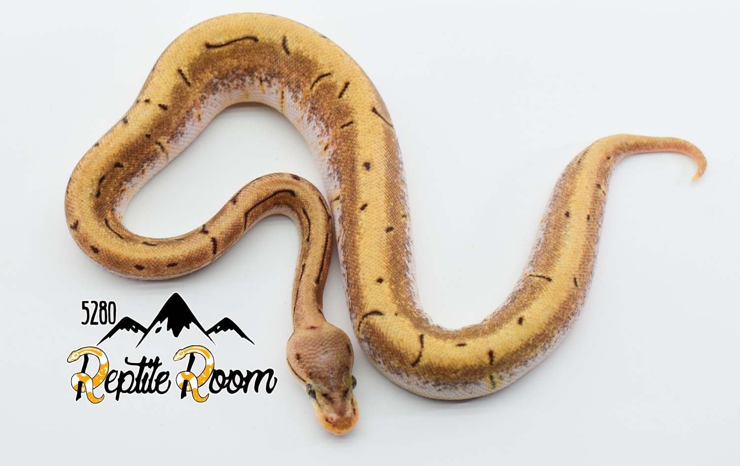 Orange Dream Enchi Pinstripe Yellow Belly Spider Ball Python by 5280 ...