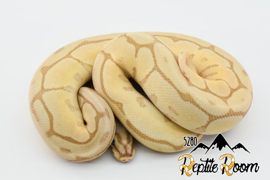 Banana Leopard Spider Mojave Possible Enchi Fire Yb Ball Python by 5280 ...