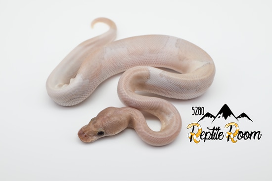 Coral Glow Blackhead Leopard Mojave Pied Ball Python by 5280 Reptile Room