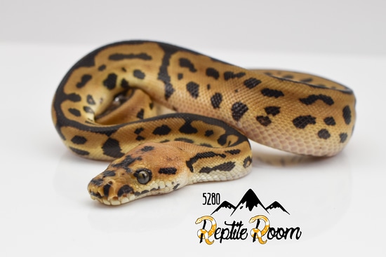 Clown Leopard Spotnose Mahogany Ball Python by 5280 Reptile Room