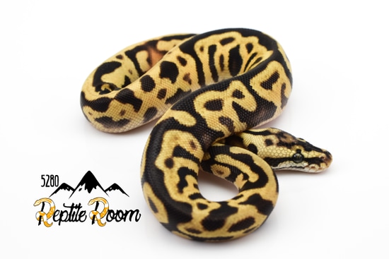Orange Dream Pastel Spotnose Leopard Ball Python by 5280 Reptile Room