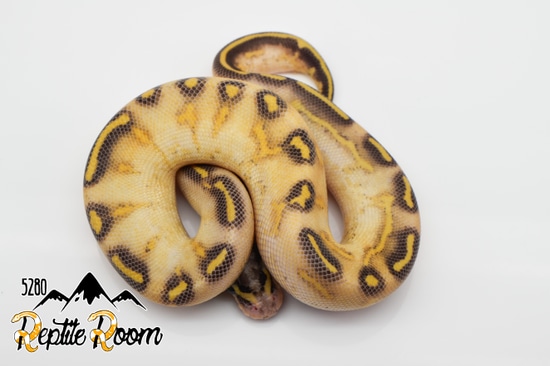 Pastel Freeway Ball Python by 5280 Reptile Room