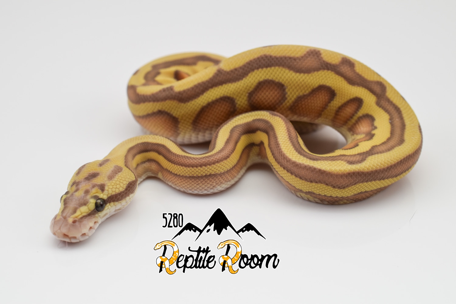 Leopard Enchi Mahogany Fire Yellow Belly Orange Dream Ball Python by ...