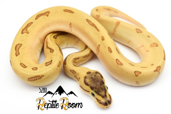 Enchi Lesser Fire Pinstripe Yellow Belly 100% Het Pied Ball Python by ...