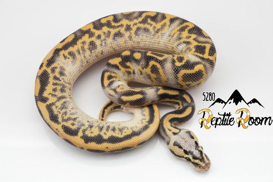 Highway Leopard Phantom Pastel Ball Python by 5280 Reptile Room