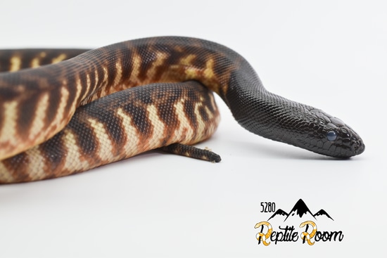 Blackhead Python Black-Headed Python by 5280 Reptile Room