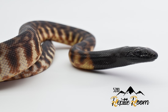 Blackhead Python Black-Headed Python by 5280 Reptile Room