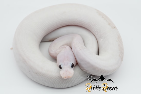 Banana Grey Matter Ball Python by 5280 Reptile Room