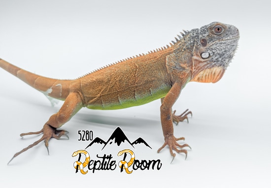 Purple Zero Iguana Green Iguana by 5280 Reptile Room