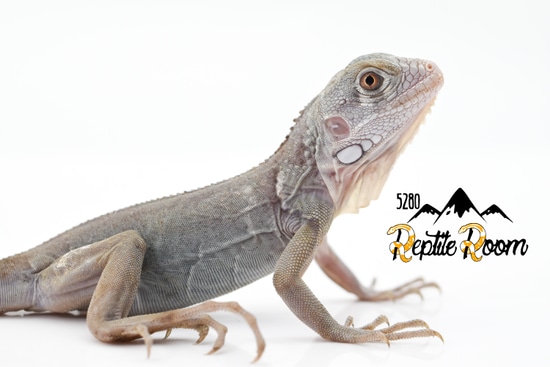 Platinum Grey Iguana Green Iguana by 5280 Reptile Room