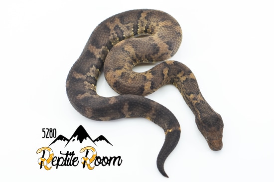 VIPER BO Viper Boa by 5280 Reptile Room