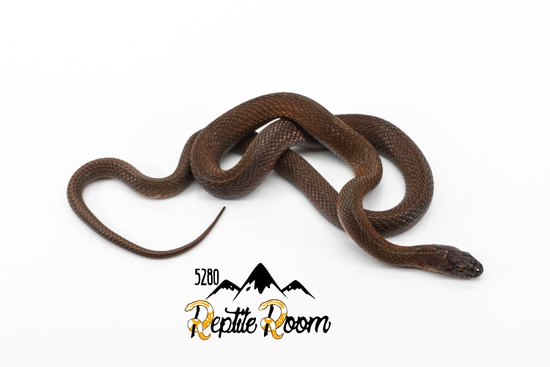 Red Phase Patternless Other Rat Snake by 5280 Reptile Room