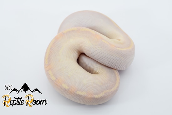 Banana Highway Ball Python by 5280 Reptile Room