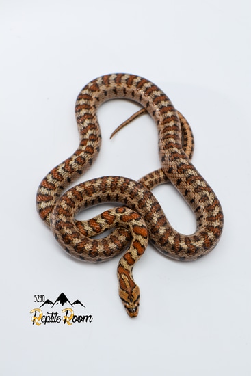 Leopard Rat Snake Other Rat Snake by 5280 Reptile Room