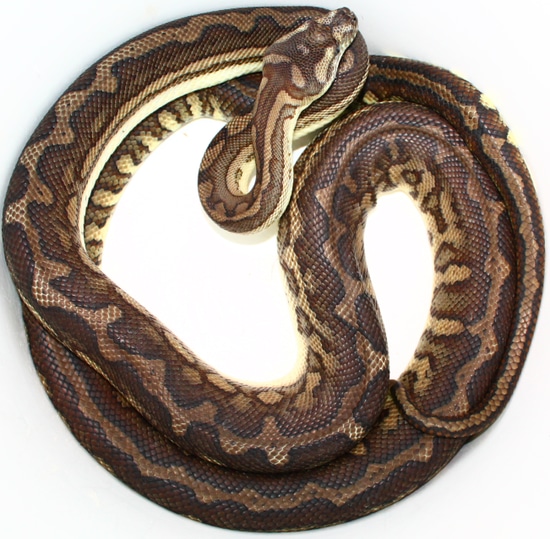 Striped Bredli Centralian Carpet Python by Mark Goyer Reptiles