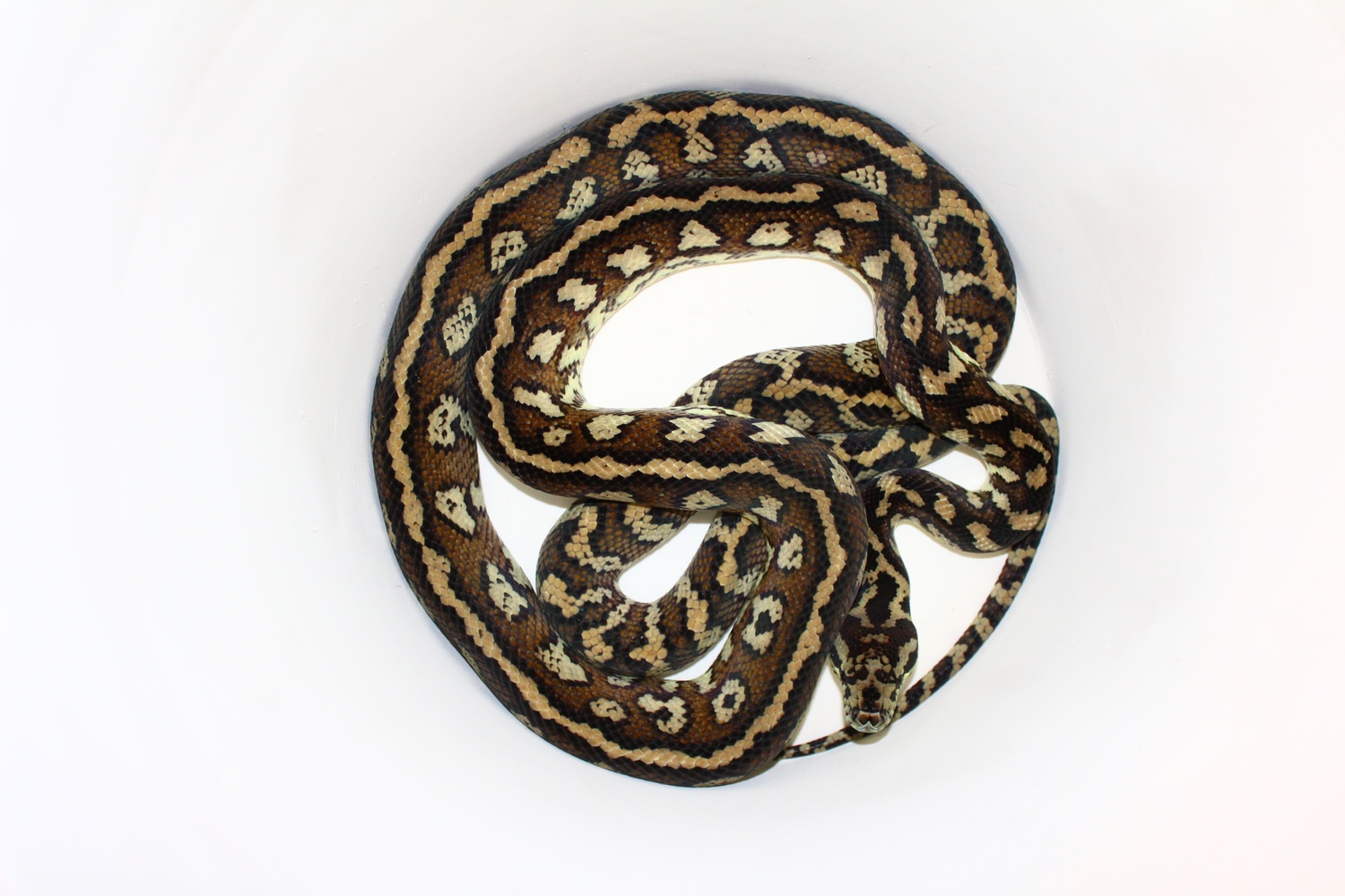 100% Het Albino Striped Carpet Darwin Carpet Python by Mark Goyer ...