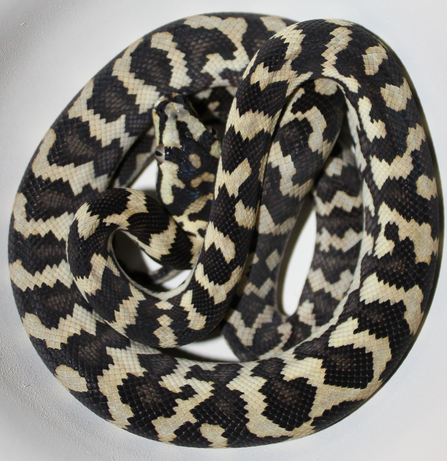 Jungle Carpet Python by Mark Goyer Reptiles - MorphMarket