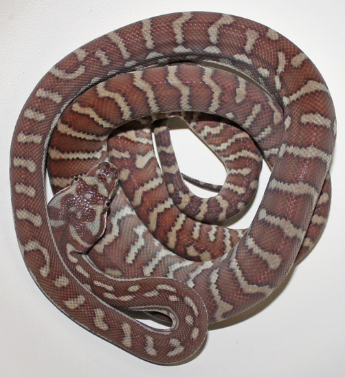 Bredli Python Centralian Carpet Python by Mark Goyer Reptiles