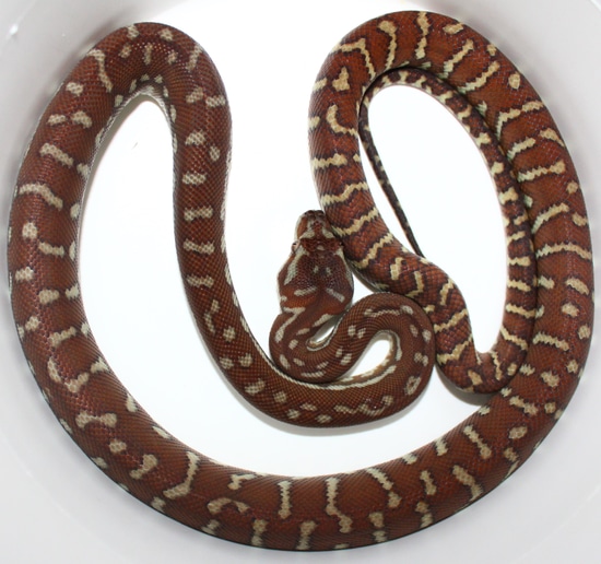 Bredli Python Centralian Carpet Python by Mark Goyer Reptiles