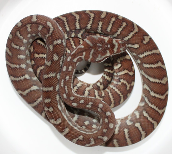 Bredli Python Centralian Carpet Python by Mark Goyer Reptiles