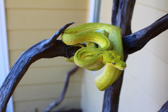 Biak X Wamena Green Tree Python by Mark Goyer Reptiles