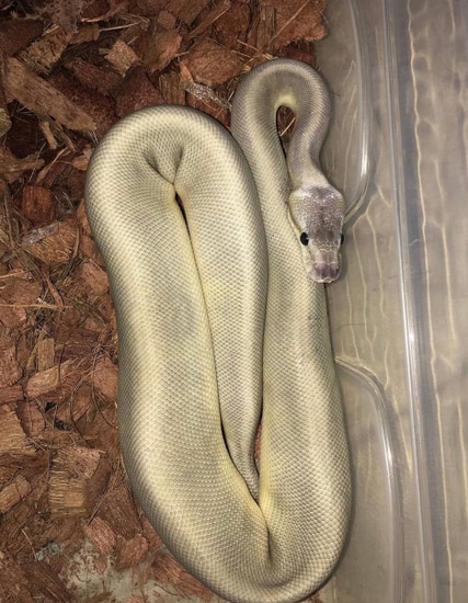Cb20 1.0 Super Pastel Super Black Pastel Spider Poss Yellow Belly Ball ...