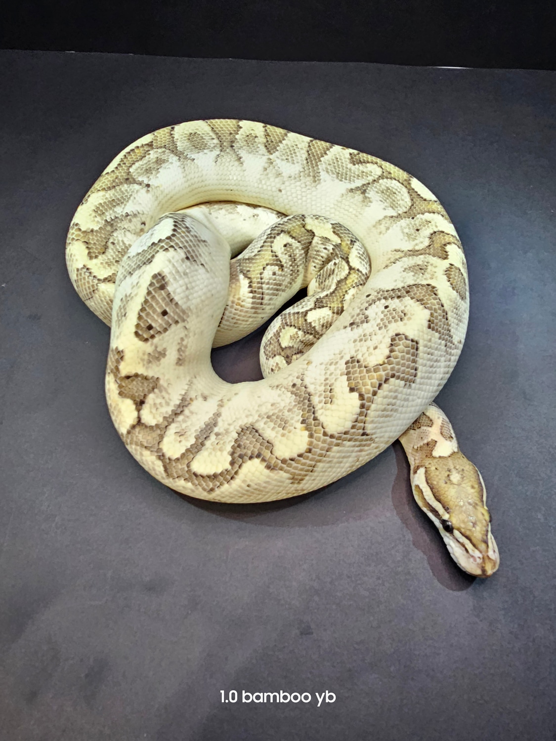 Bamboo Yellow Belly Ball Python by Superfly Exotics - MorphMarket