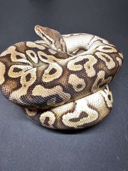 10 Breeding Females Ball Python by 5 Star Pythons