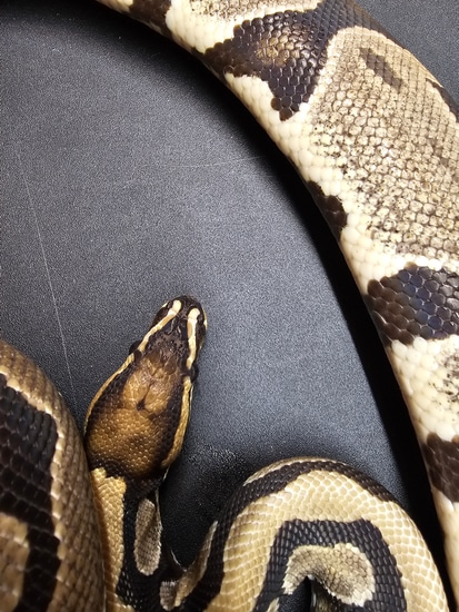 Breeding Pair, Scaleless Head Ball Python by 5 Star Pythons