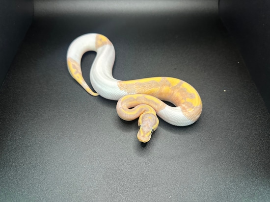 Enchi Coral Glow Pied Ball Python by 603-Pieds